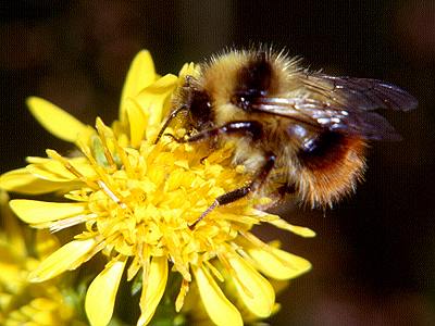 Hummel-Arten: Bombus pyrenaeus